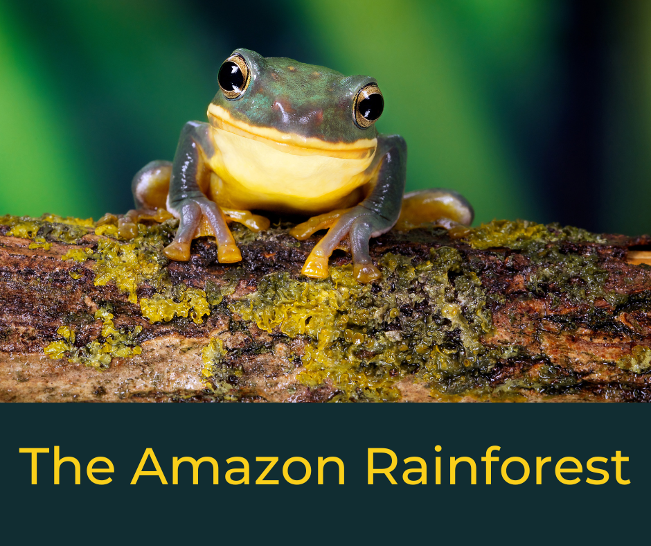 The Amazon Rainforest AIRC456 the-amazon-rainforest-airc456