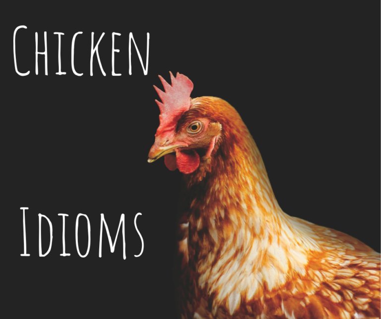Chicken Idioms – AIRC450 – Inglespodcast